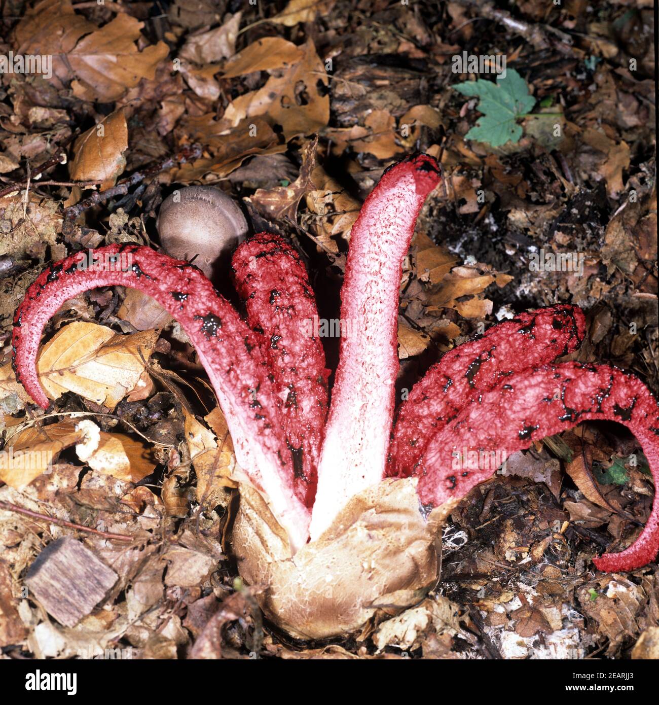 Tintenfischpilz Anthurus archeri Stock Photo - Alamy