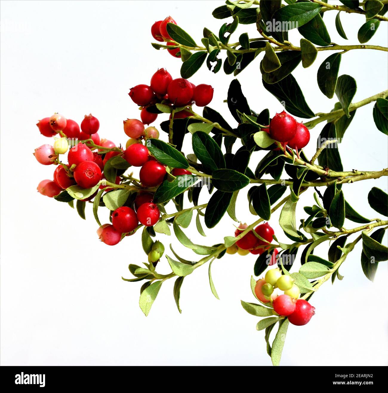 Preiselbeere hi-res stock photography and images - Alamy