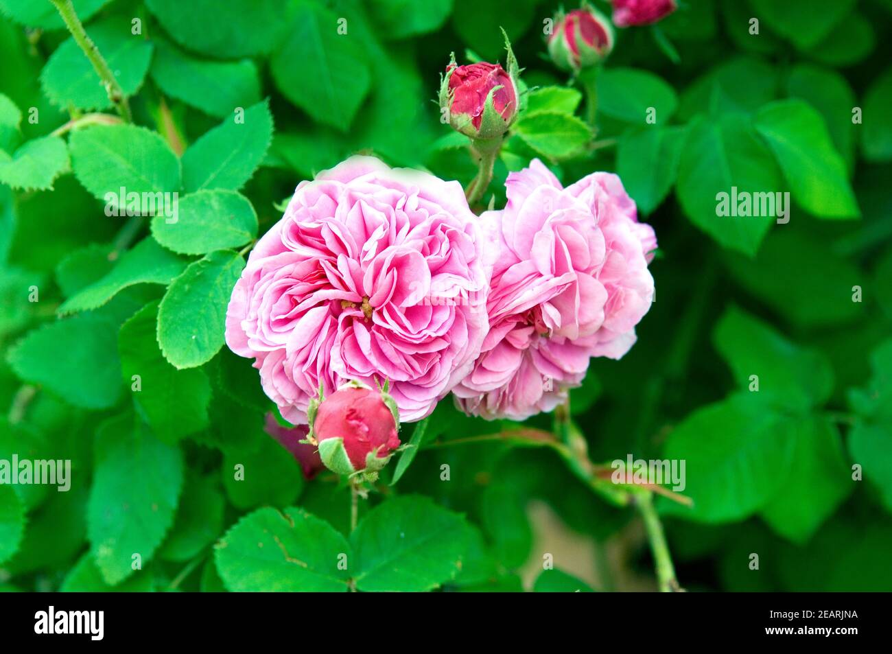 Provence rose rosa centifolia hi-res stock photography and images - Alamy
