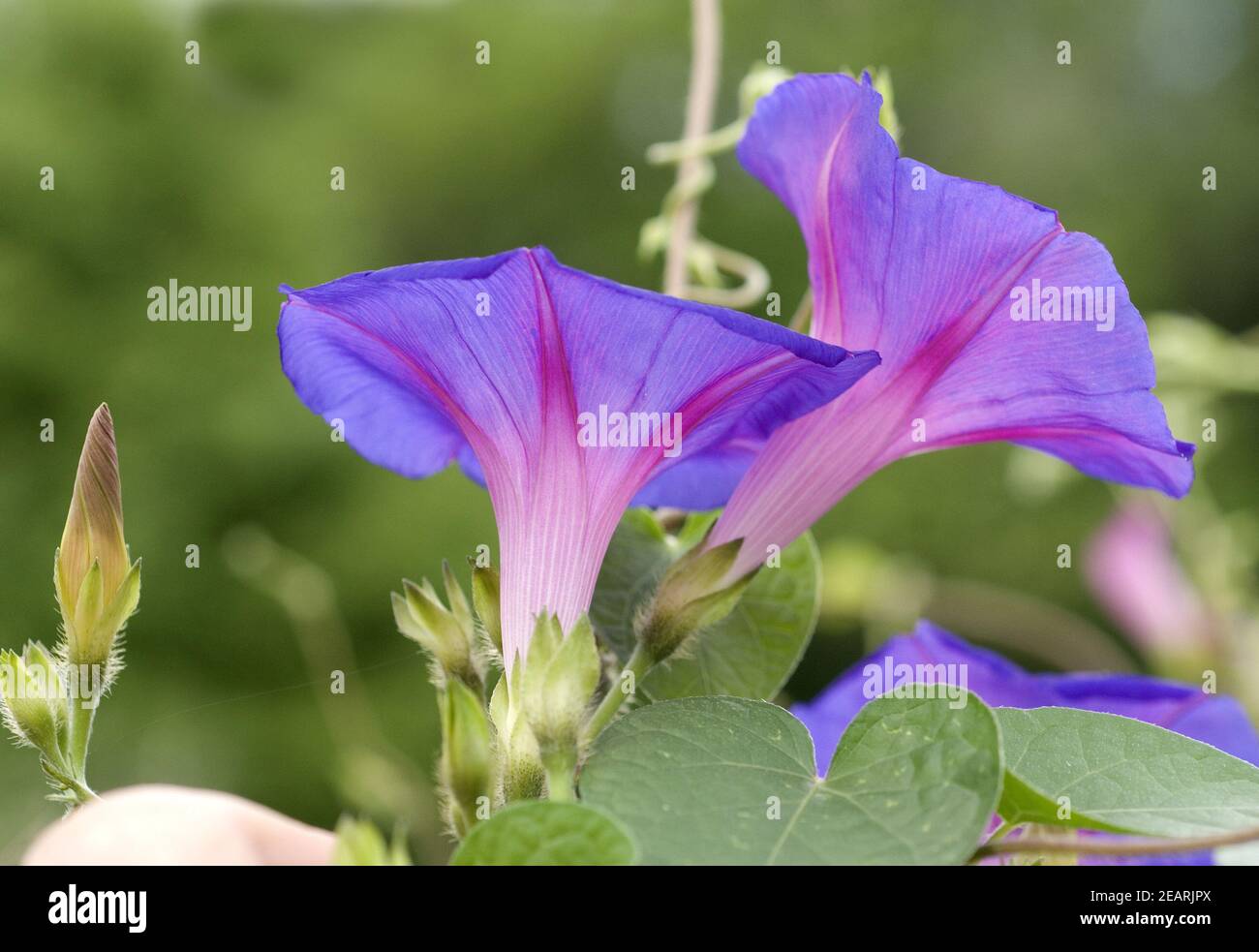 Winde blumen hi-res stock photography and images - Alamy