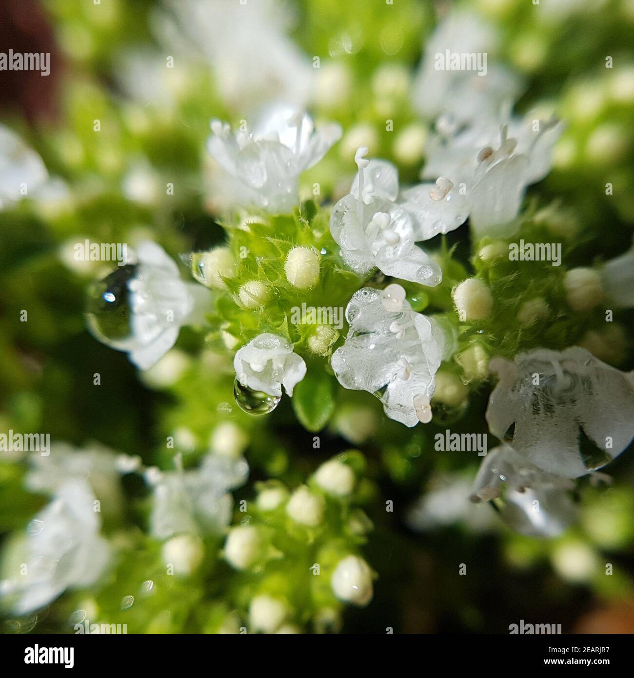 Tautropfen Wasser Struktur Tau Regentropfen Stock Photo - Alamy