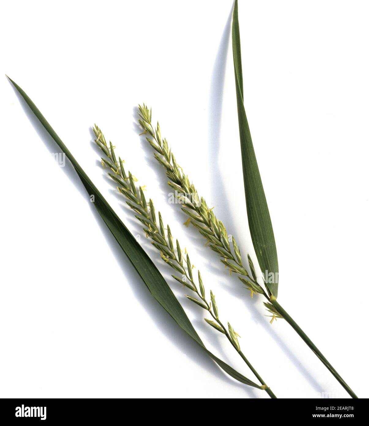 Quecke hi-res stock photography and images - Alamy