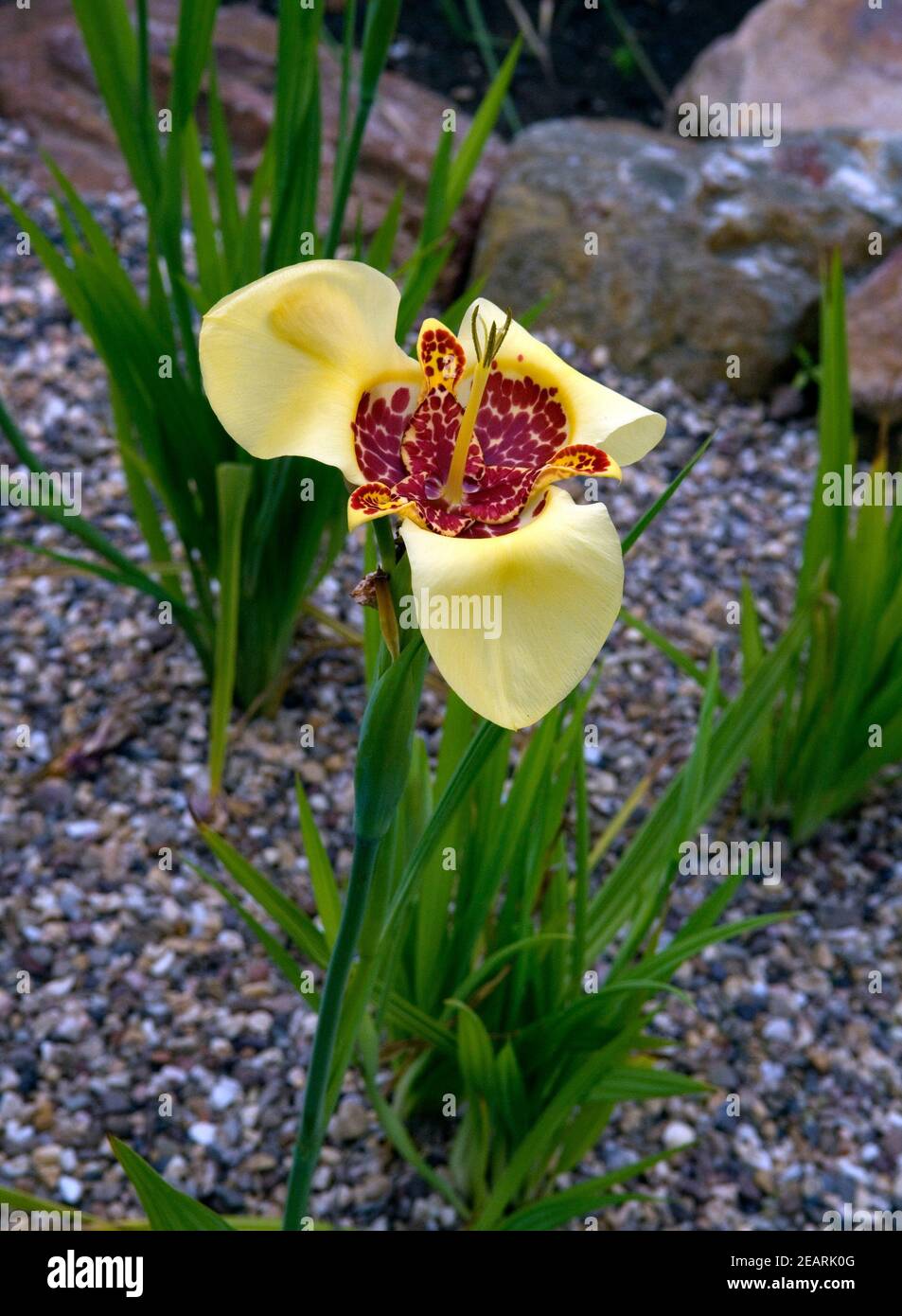 Tigerblumen hi-res stock photography and images - Alamy