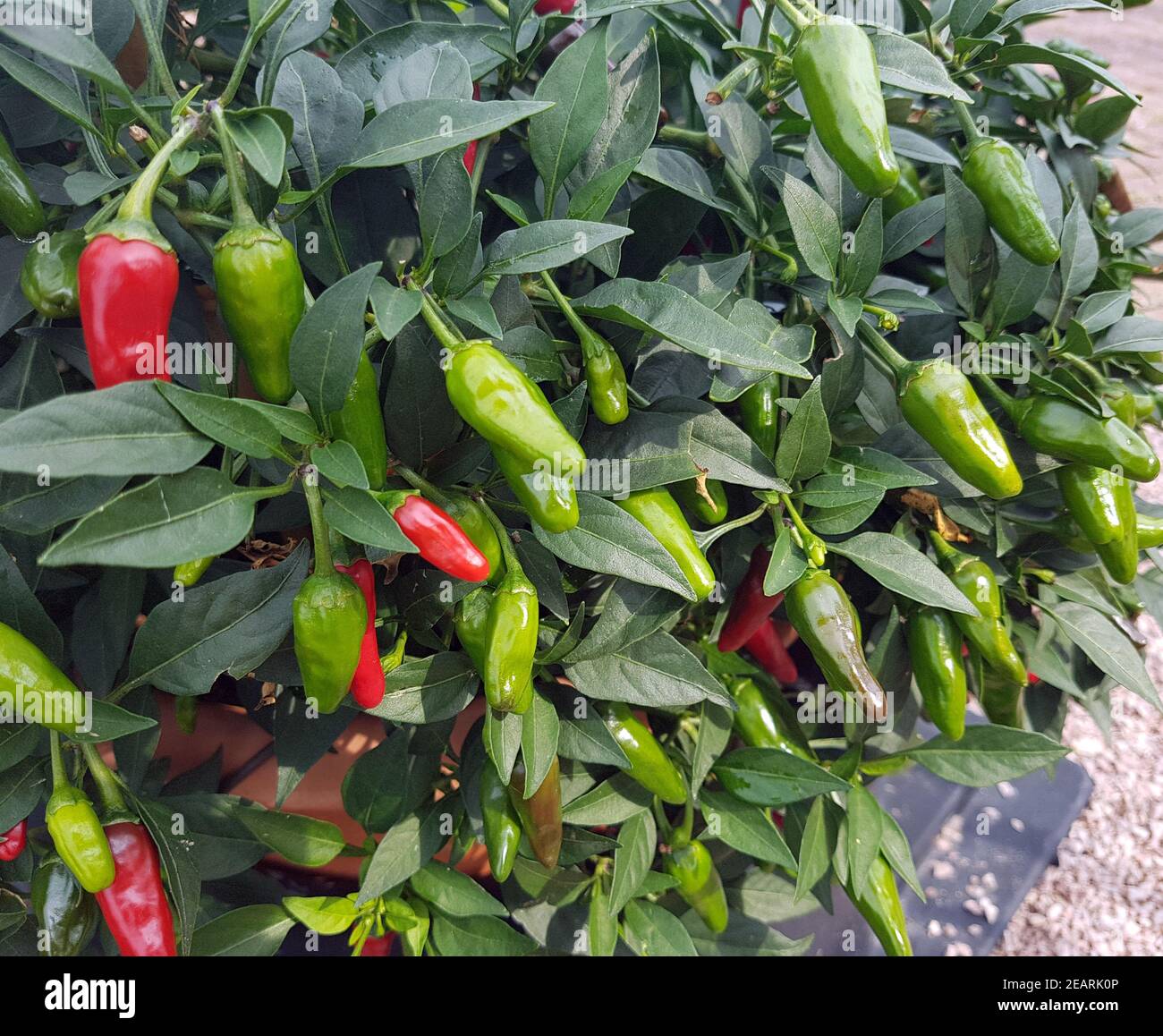 Apache f1 hi-res stock photography and images - Alamy