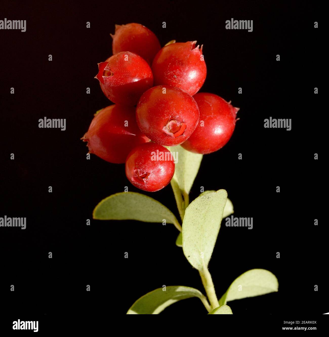 Preiselbeeren hi-res stock photography and images - Alamy