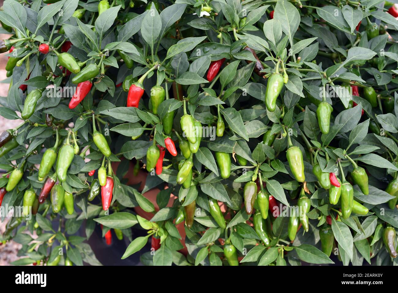 Apache f1 hi-res stock photography and images - Alamy