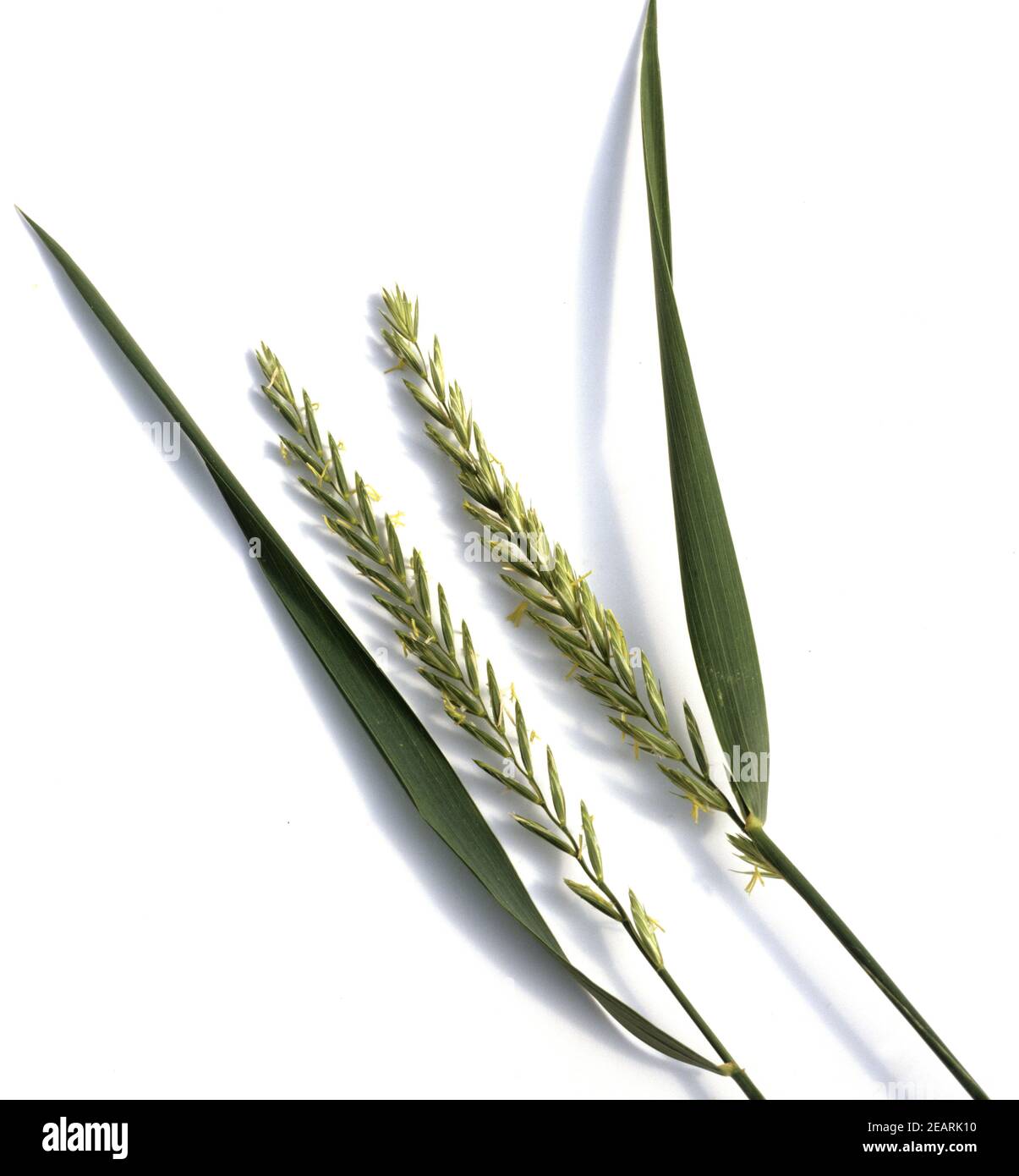 Quecke, Agropyron, repens Stock Photo - Alamy