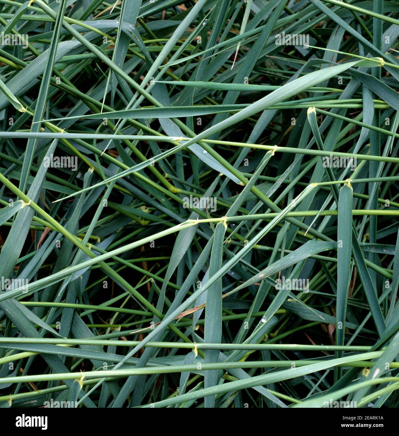 Quecke Stock Photo - Alamy