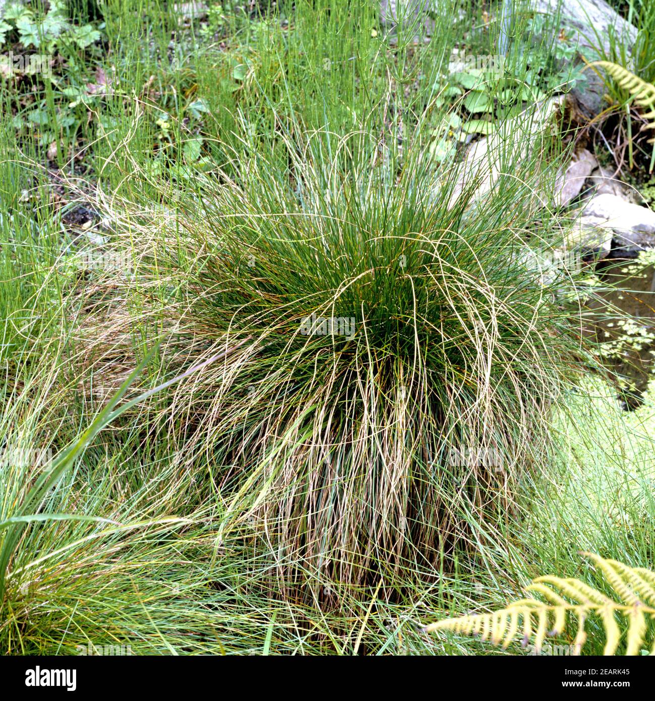 Torf hi-res stock photography and images - Alamy