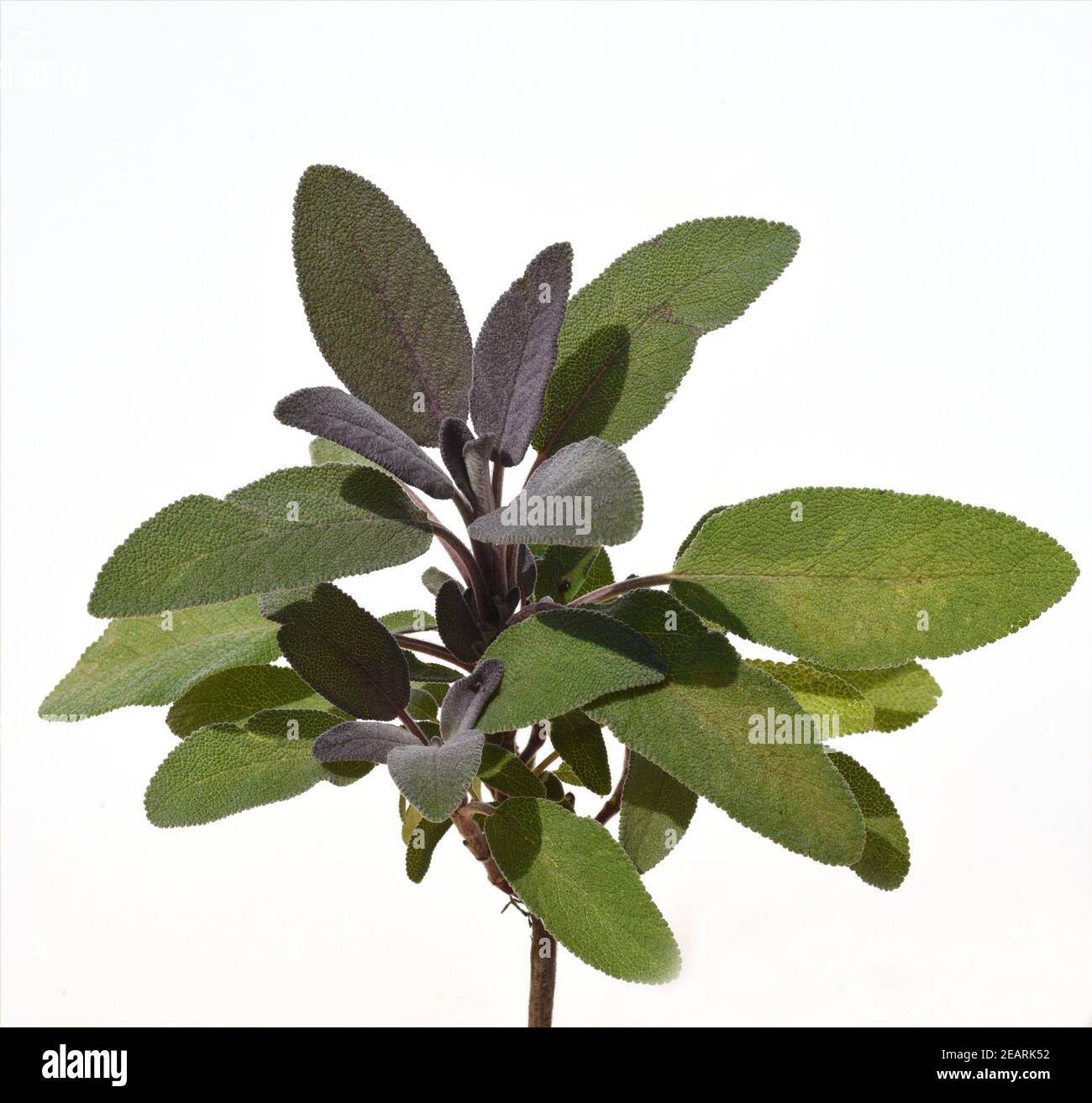 Salbeipflanze hi-res stock photography and images - Alamy