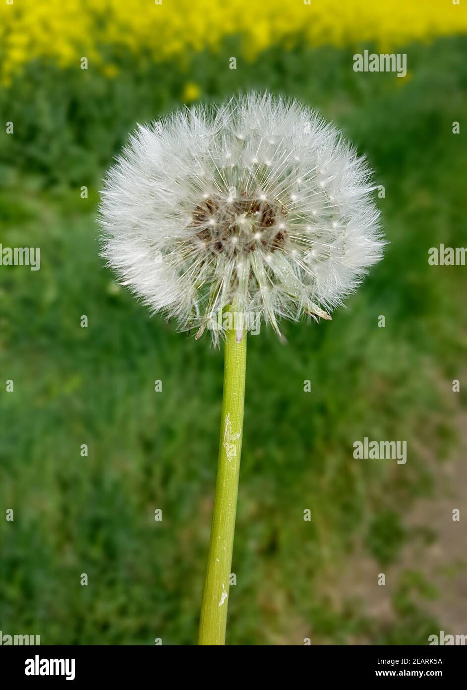 Loewenzahn Taraxacum officinale Pusteblume Stock Photo - Alamy