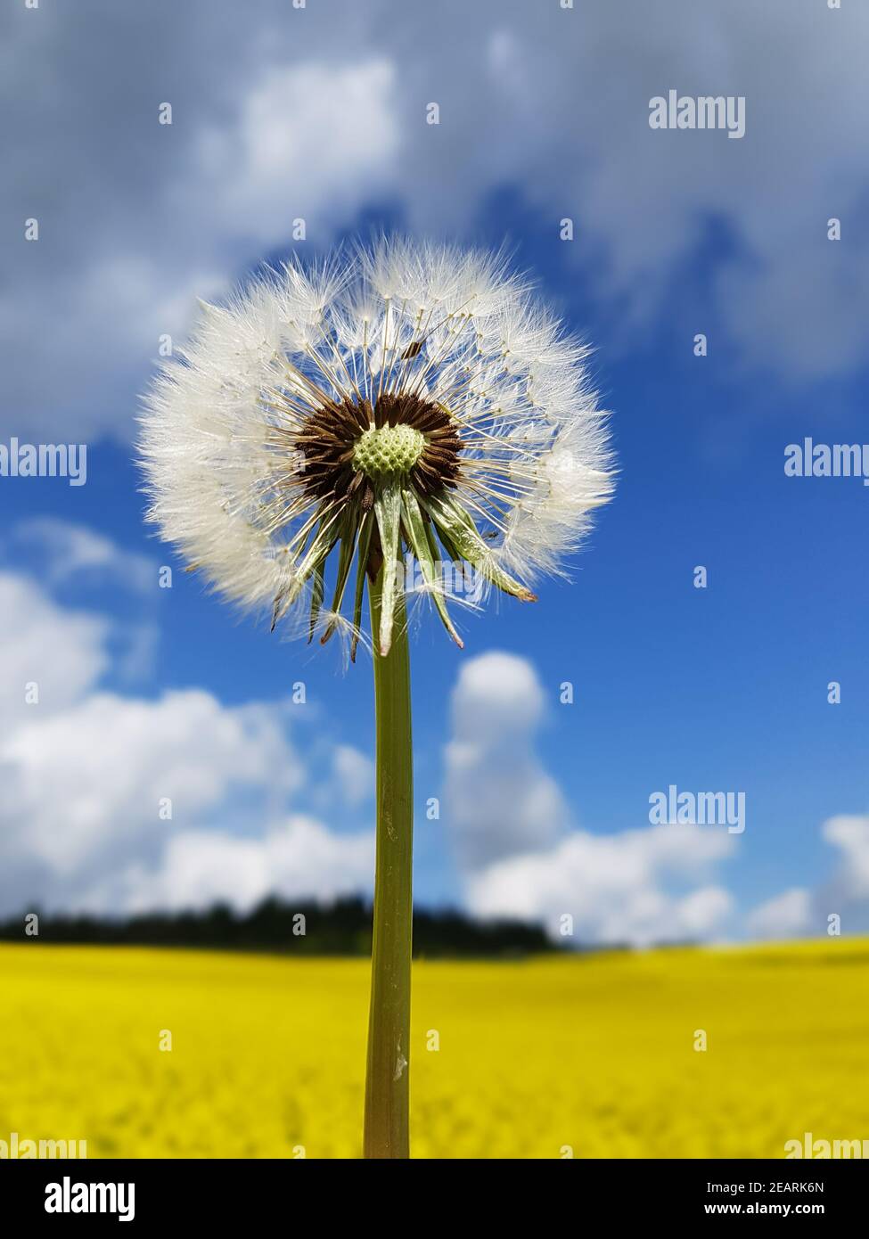 Loewenzahn Taraxacum officinale Pusteblume Stock Photo - Alamy