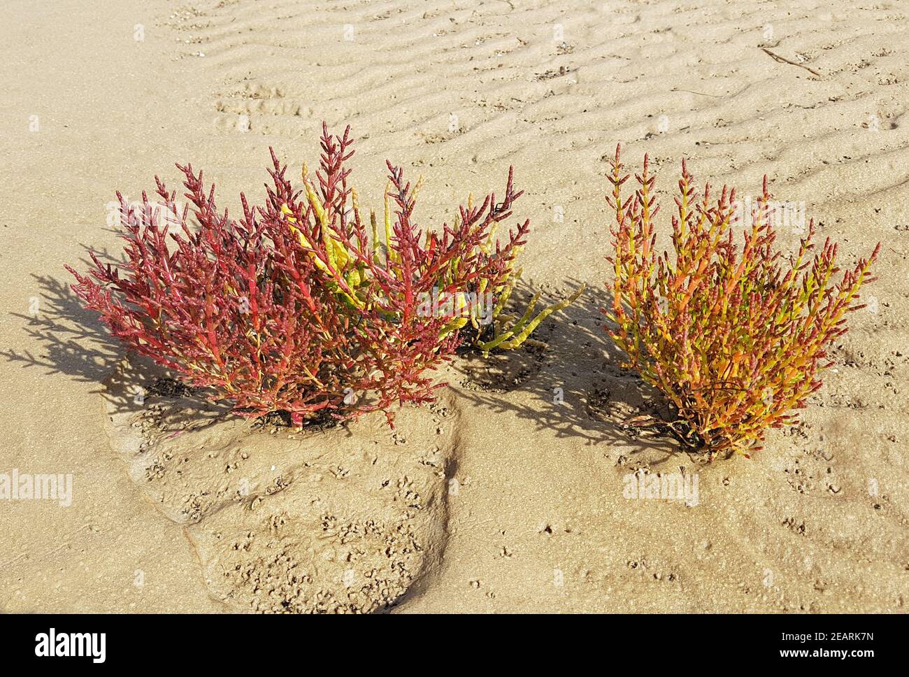 Queller, Europaeischer, Salicornia, europaea Stock Photo - Alamy