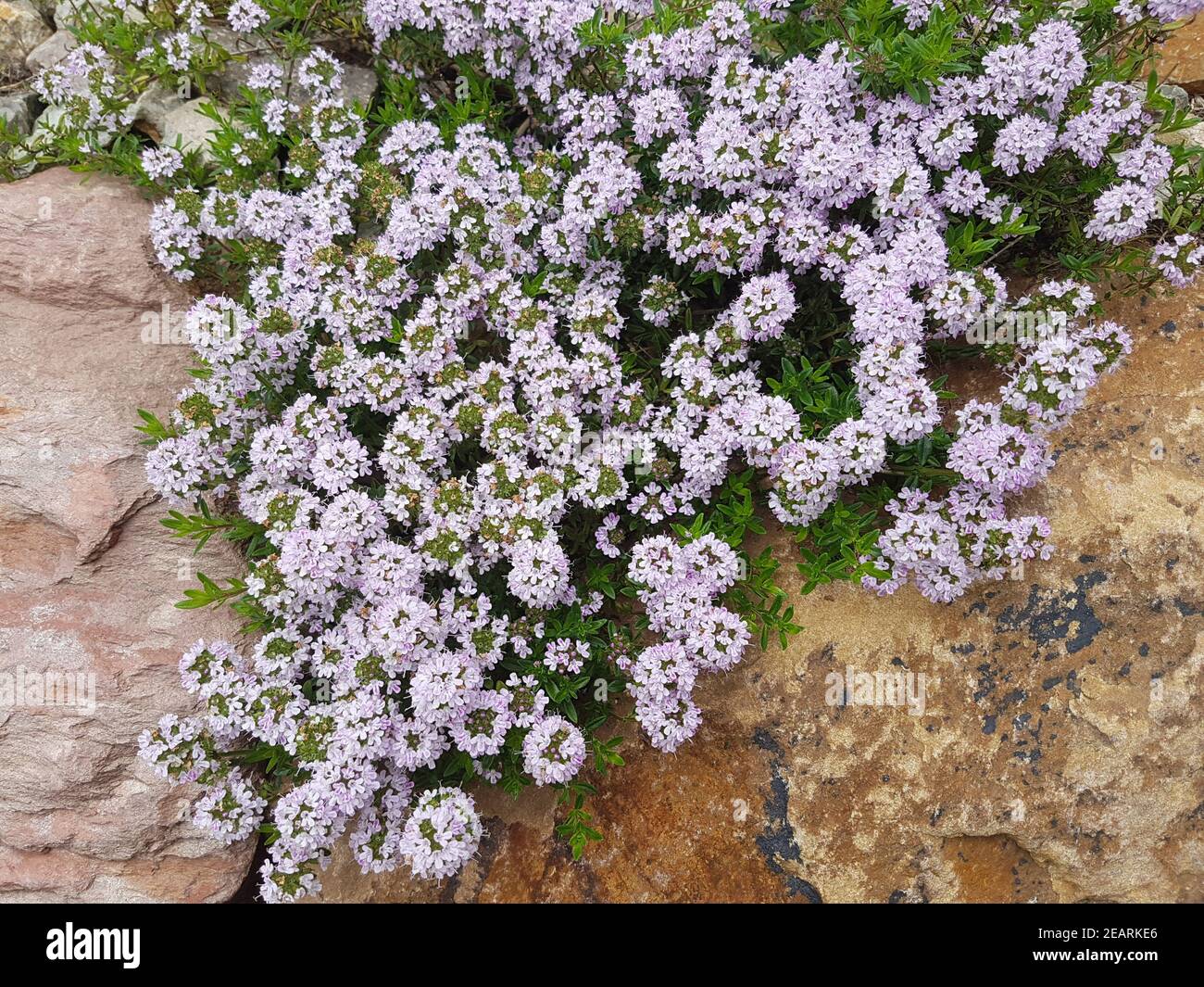 Quendel, Feldthymian, Thymus, serpyllum Stock Photo - Alamy