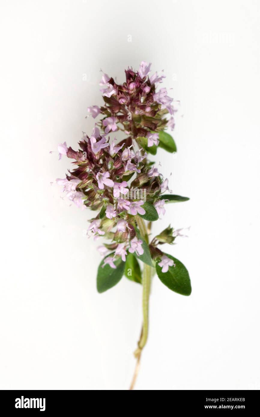 Quendel, Feldthymian, Thymus, serpyllum Stock Photo - Alamy
