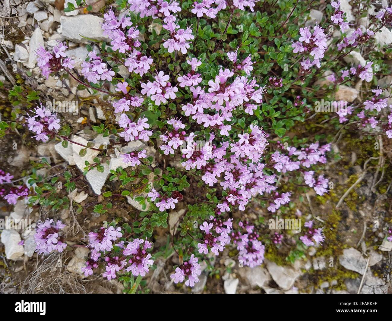 Quendel, Feldthymian, Thymus, serpyllum, Wildthymian Stock Photo - Alamy