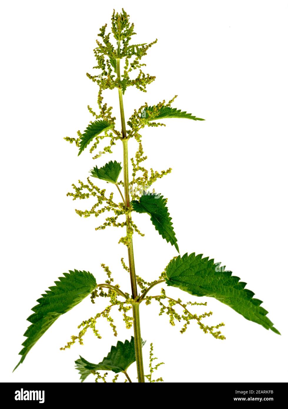 Brennnesselwurzeln hi-res stock photography and images - Alamy