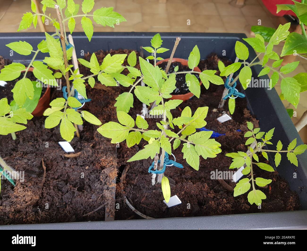 Tomatenkeimling hi-res stock photography and images - Alamy