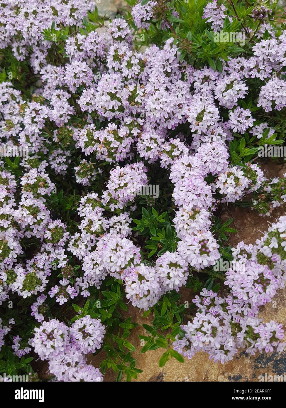 Quendel, Feldthymian, Thymus, serpyllum Stock Photo - Alamy