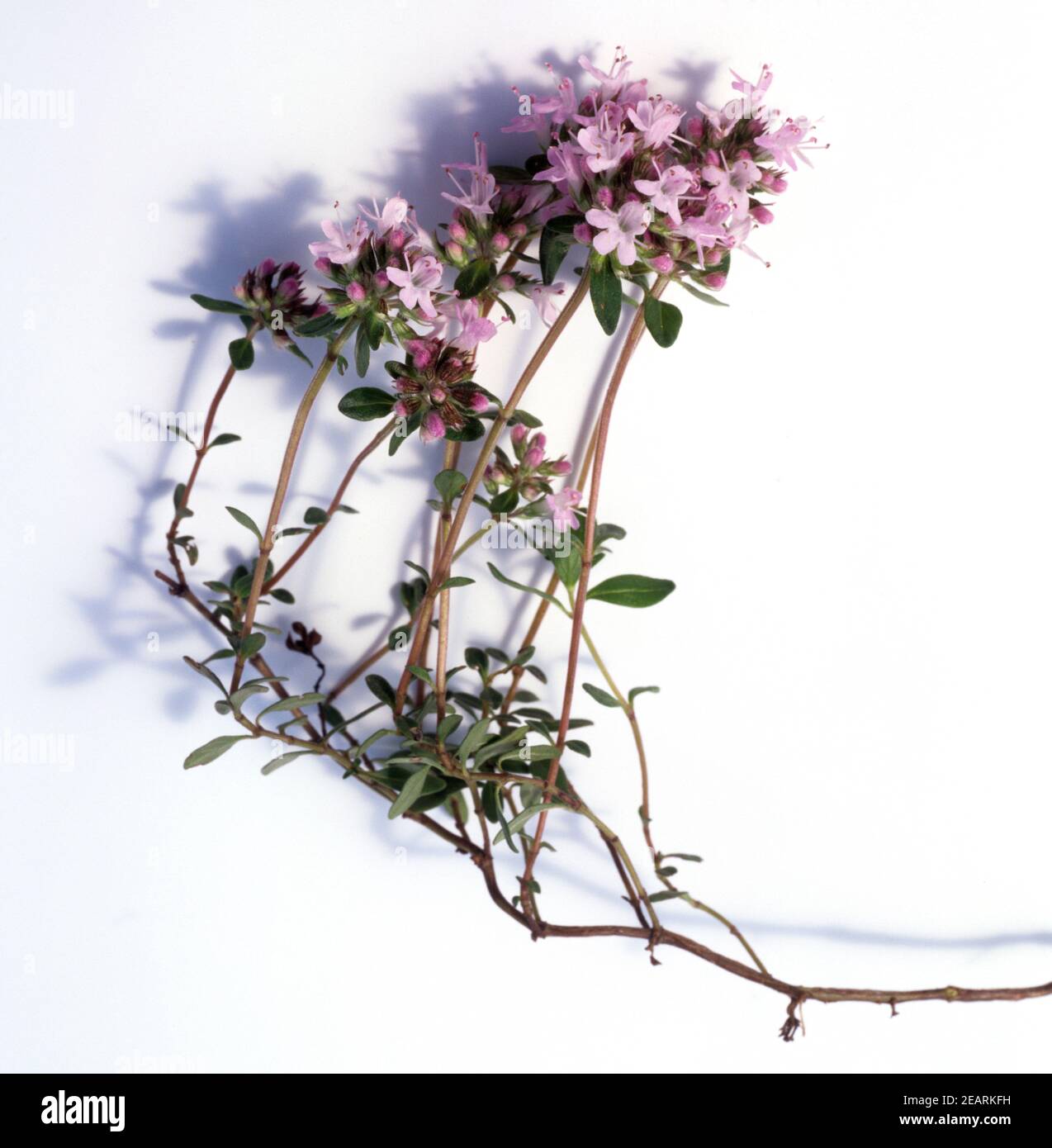 Quendel, thymus serpyllum hi-res stock photography and images - Alamy