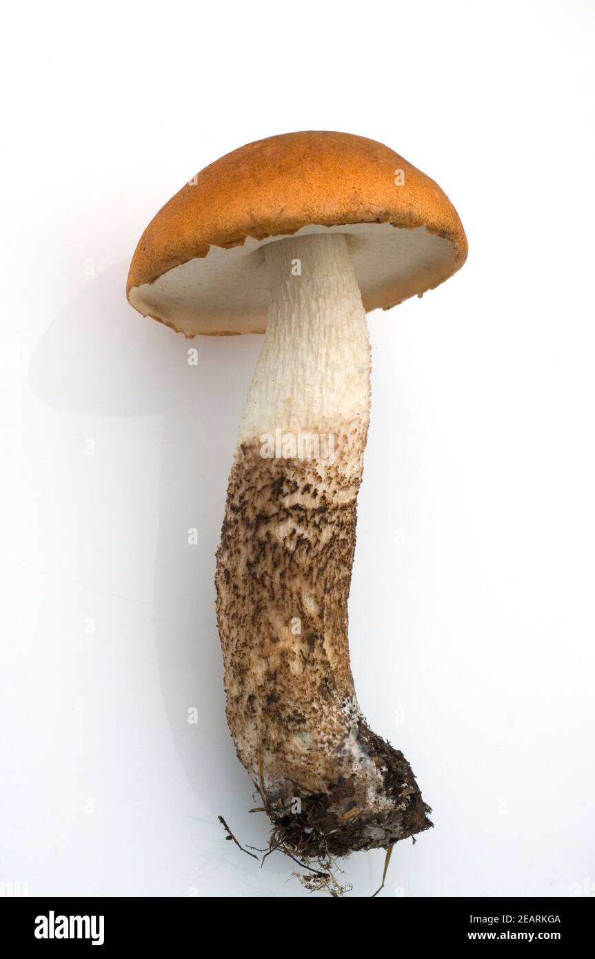 Rotkappe hi-res stock photography and images - Alamy