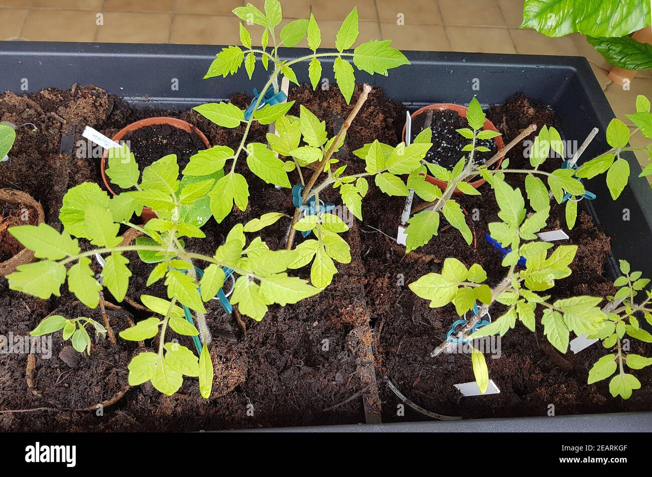 Tomatenkeimling hi-res stock photography and images - Alamy