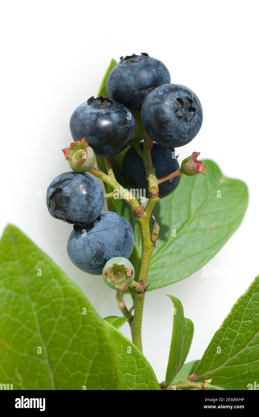 Blaue beere hi-res stock photography and images - Alamy