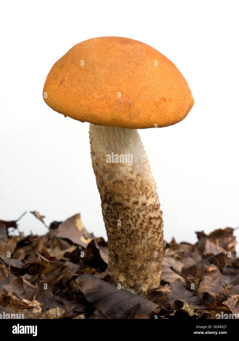 Schwarzschuppige rotkappe hi-res stock photography and images - Alamy