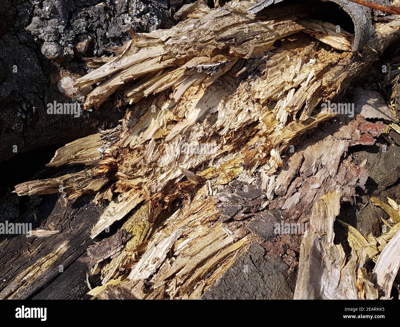 Baumstamm morsch hi-res stock photography and images - Alamy