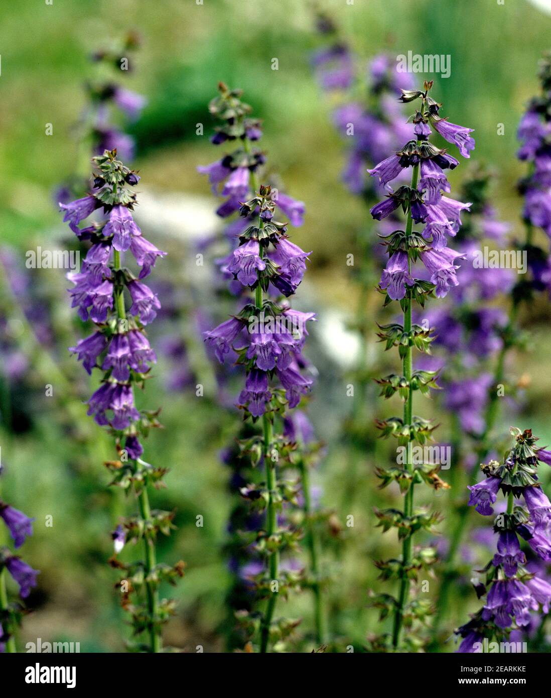 Pyrena en hi-res stock photography and images - Alamy