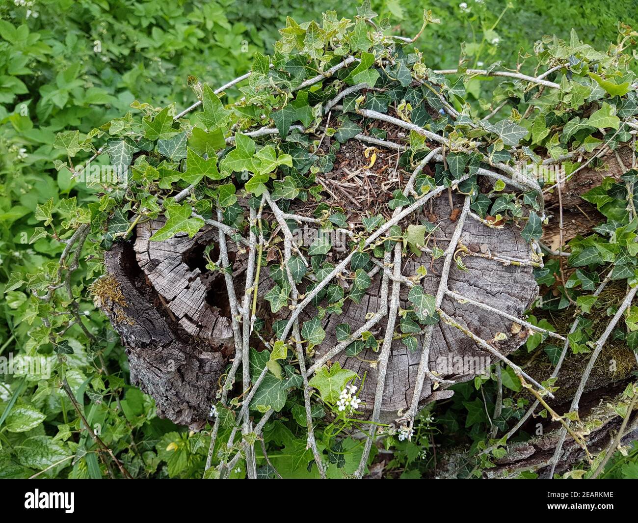 Baumstamm morsch hi-res stock photography and images - Alamy