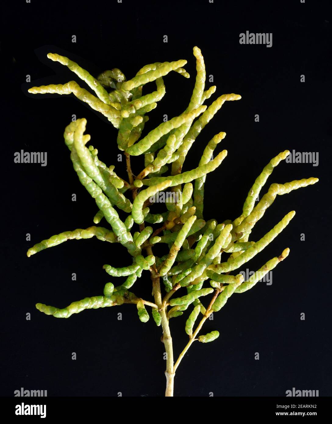 Queller, Europaeischer, Salicornia, europaea Stock Photo - Alamy