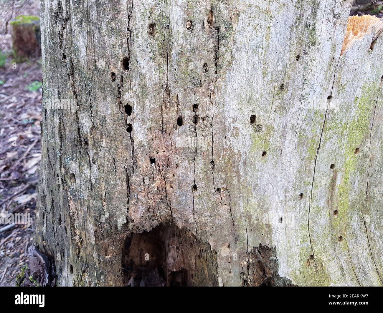 Baumstamm morsch hi-res stock photography and images - Alamy