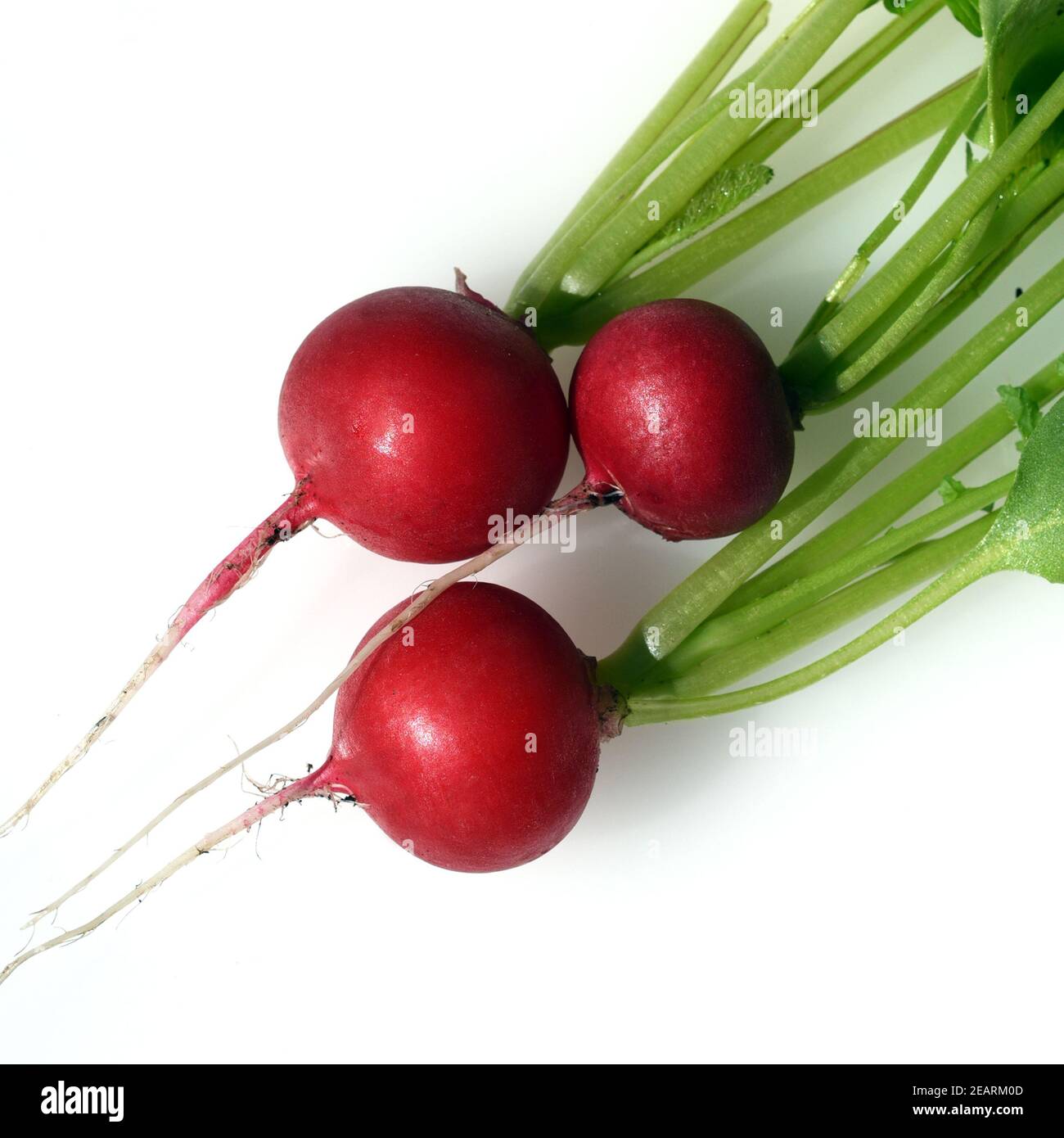 Raphanus sativus var sativus hi-res stock photography and images - Alamy