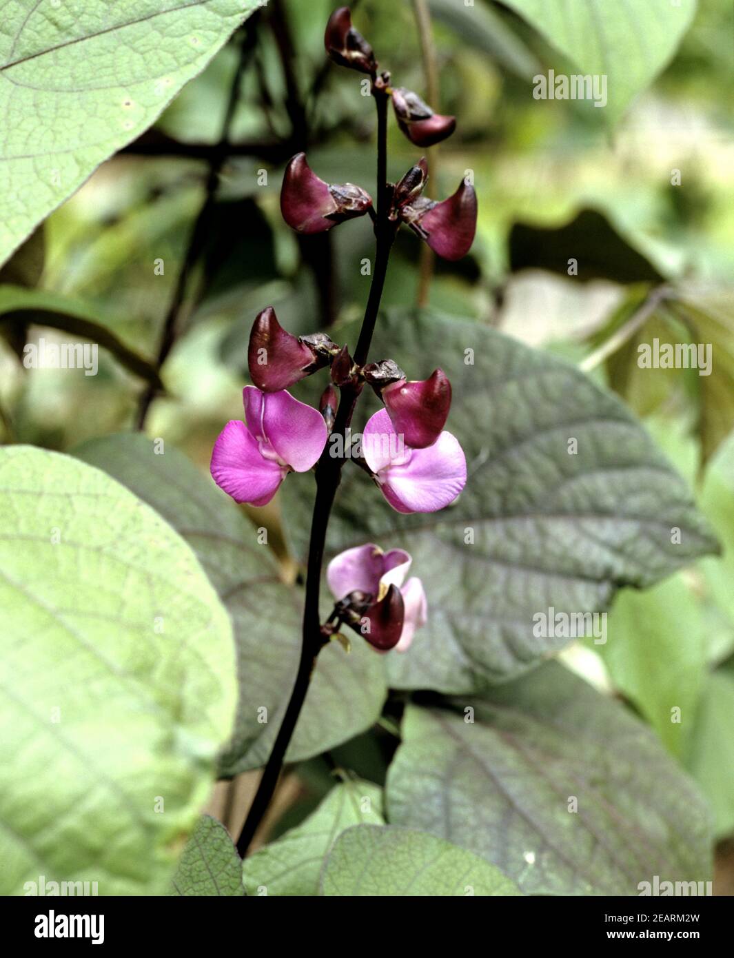 Lablab bean plant hi-res stock photography and images - Alamy