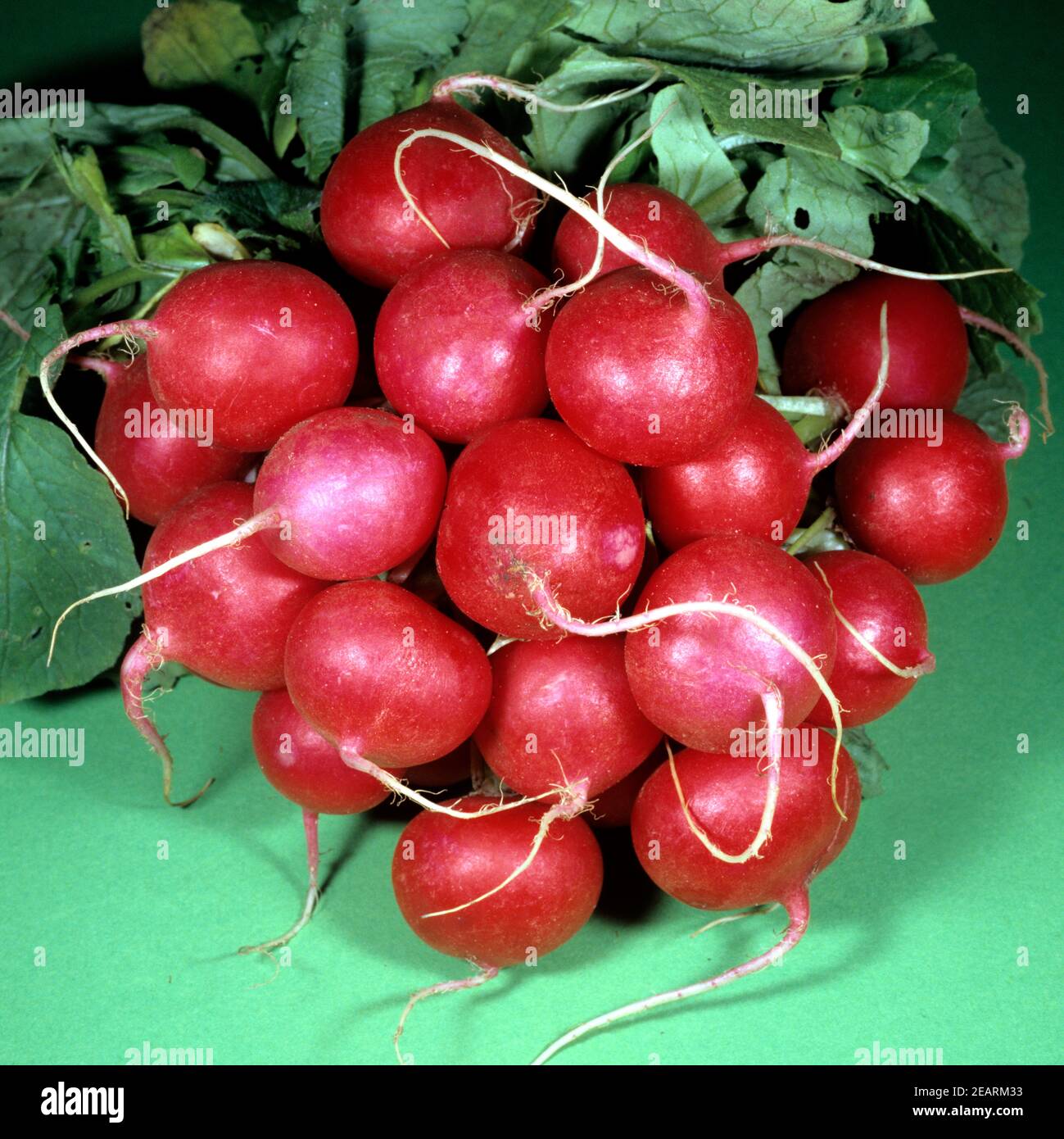 Radies hi-res stock photography and images - Alamy