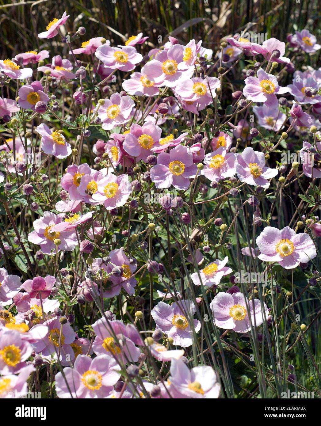 Rosa tomentosa hi-res stock photography and images - Alamy