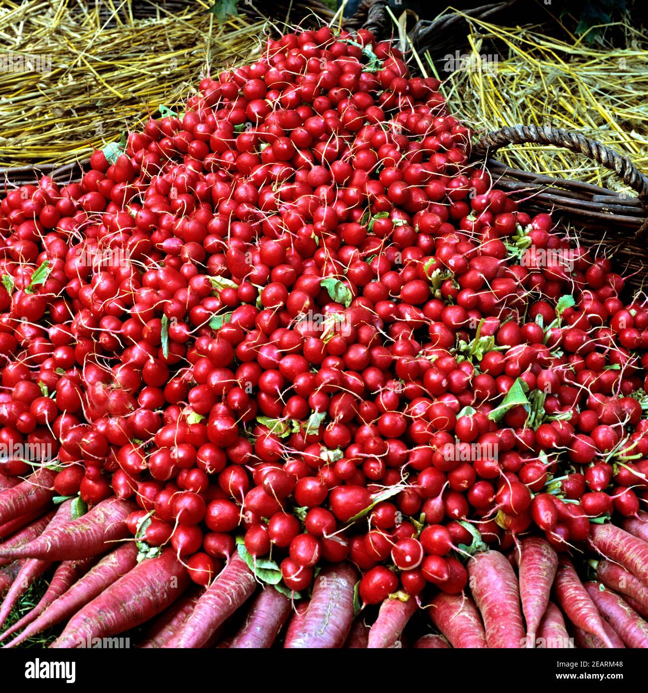 Radies hi-res stock photography and images - Alamy