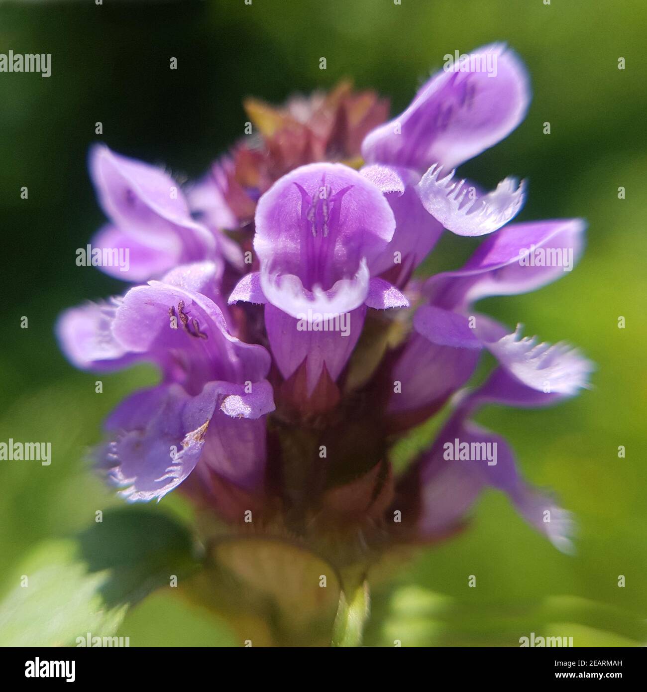 Brunelle, Prunella vulgaris Stock Photo - Alamy