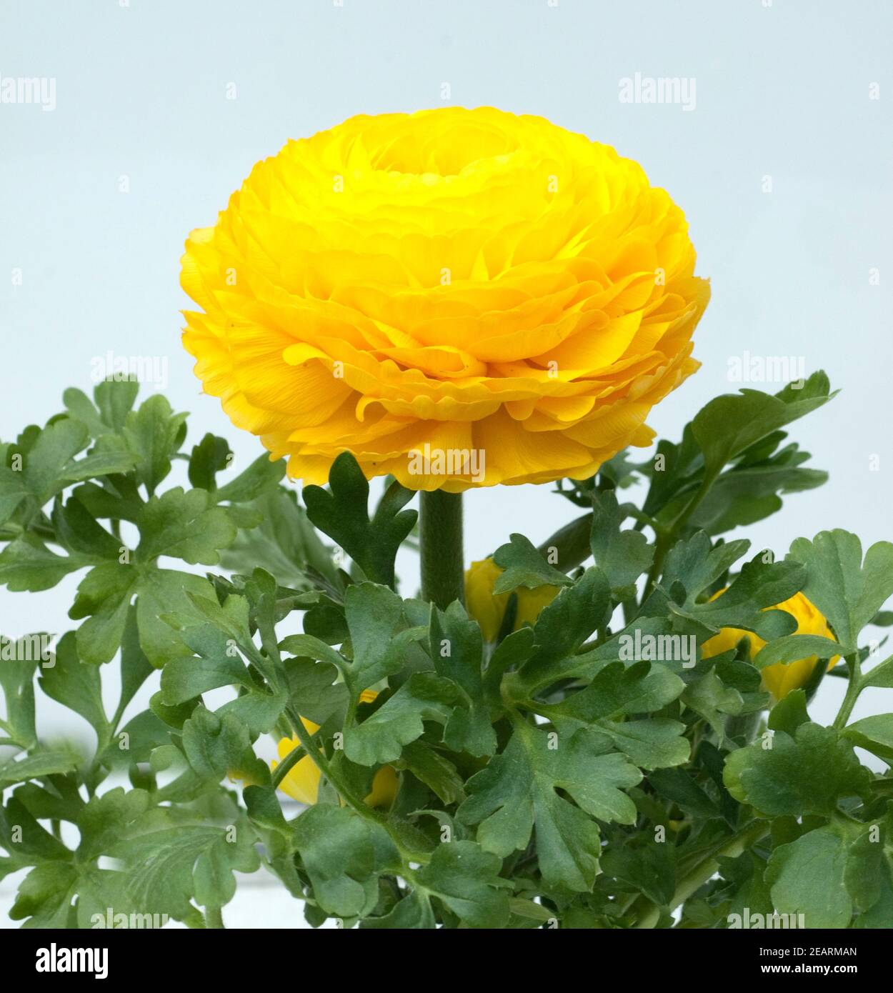 Ranunkeln Ranunculus asiaticus Stock Photo - Alamy