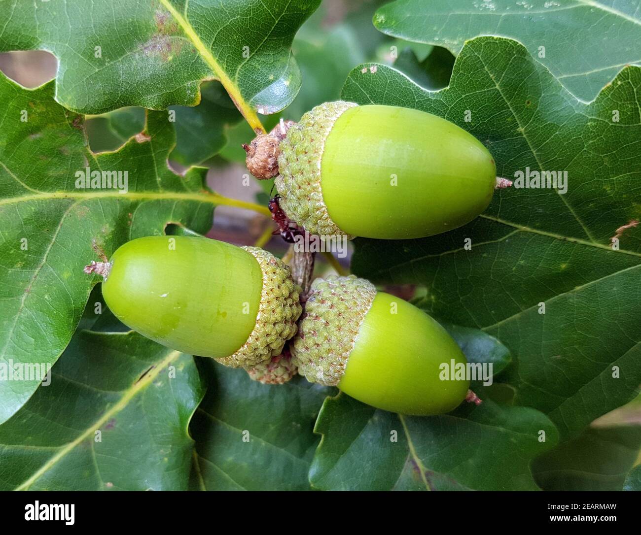 Traubeneiche, Quercus, petraea Stock Photo - Alamy