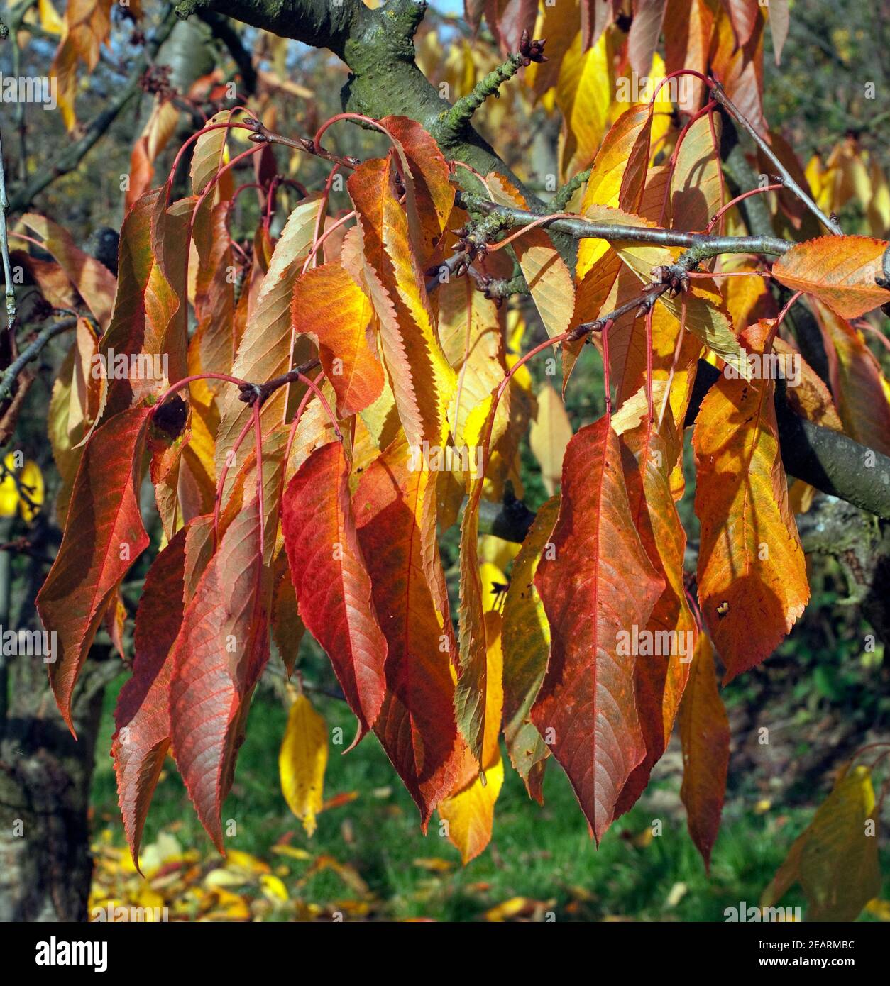 Kirsche baum hi-res stock photography and images - Alamy