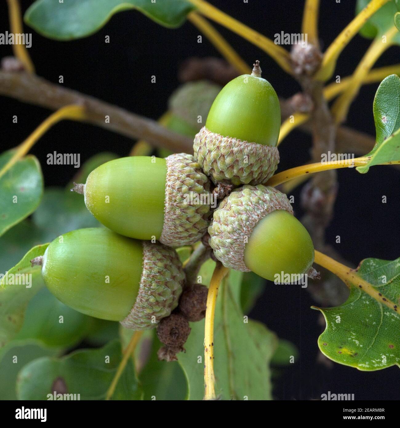 Traubeneiche, Quercus, petraea, Wintereiche Stock Photo - Alamy