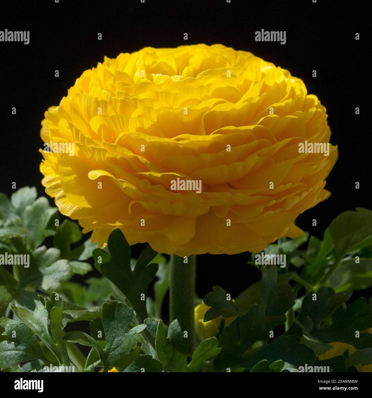 Ranunculus asiaticus white hi-res stock photography and images - Alamy