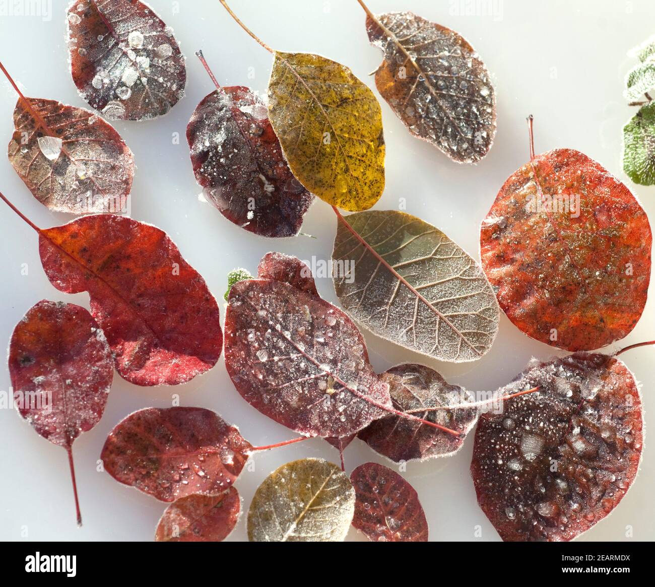 Rauhreif an blatt hi-res stock photography and images - Alamy