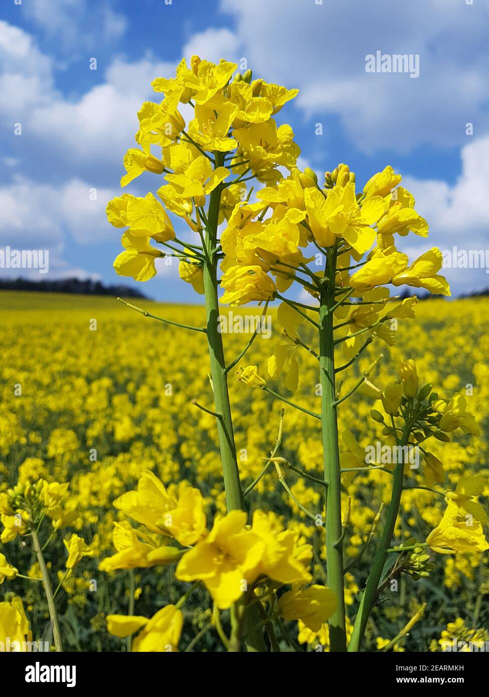 Rapsfeld, Raps Brassica, napus Stock Photo - Alamy