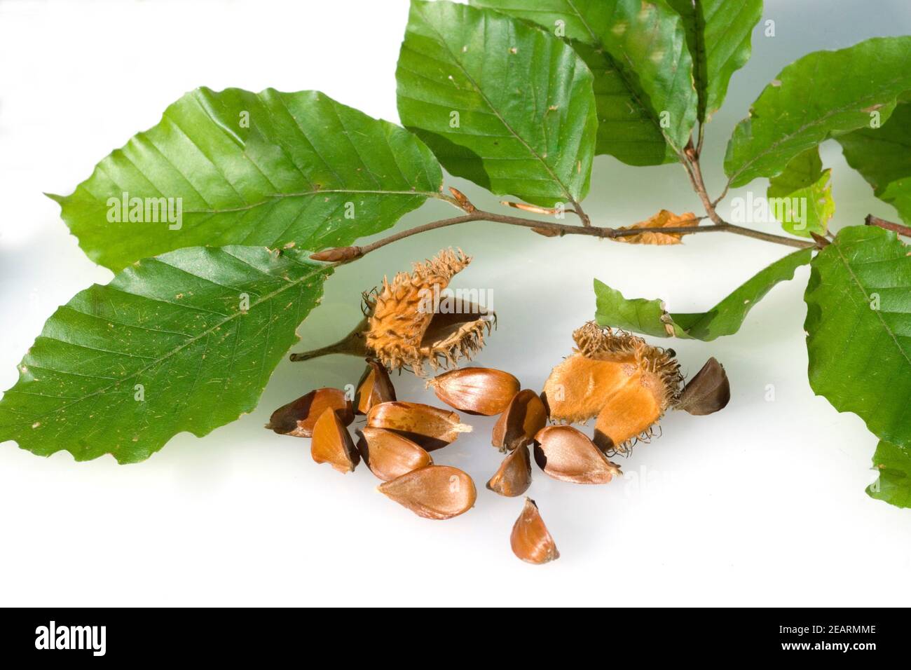 Bucheckern hi-res stock photography and images - Alamy