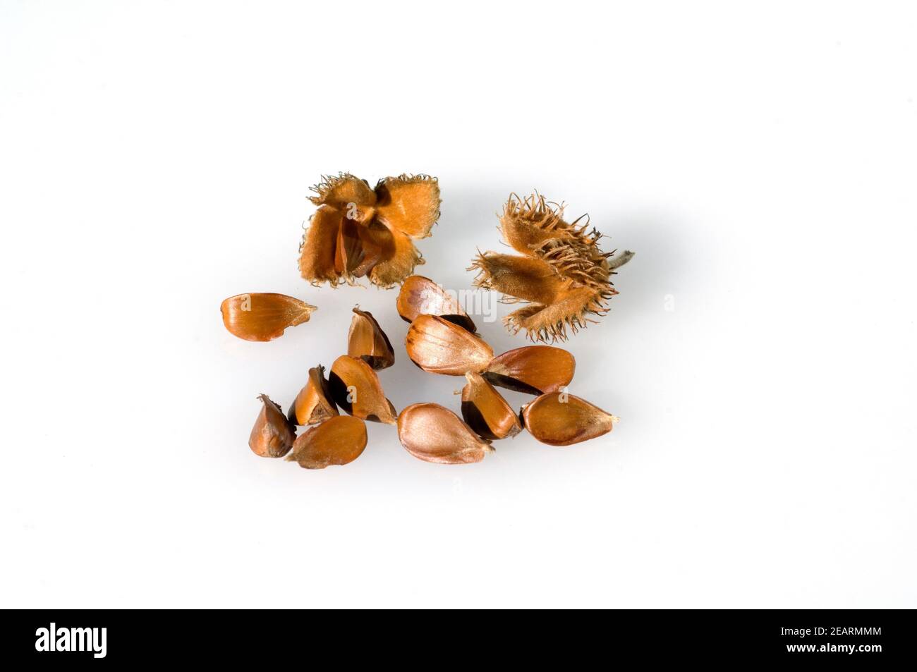 Buchecker hi-res stock photography and images - Alamy