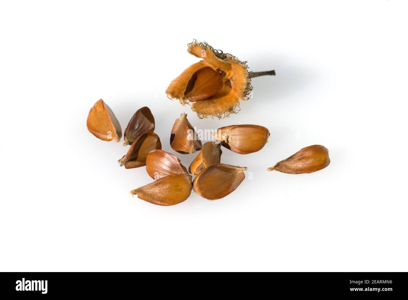 Bucheckern hi-res stock photography and images - Alamy