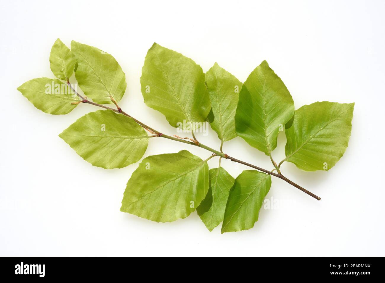 Buchenblatt, Rotbuche, Fagus, sylvatica Stock Photo - Alamy